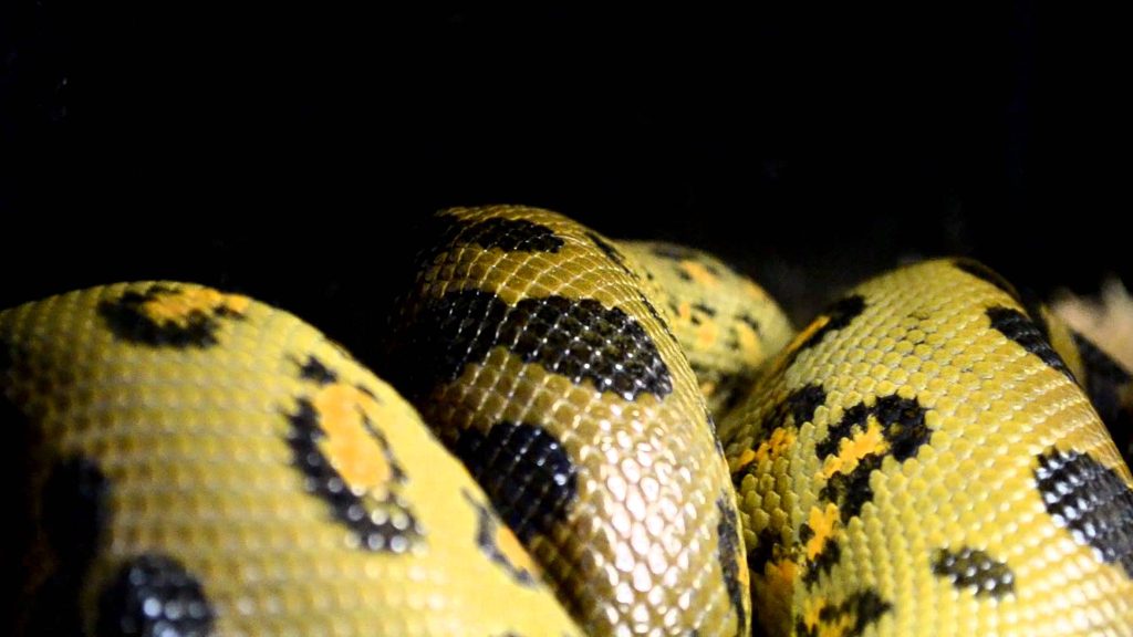 Anaconda verde del Amazonas :: Imágenes y fotos