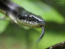 Galerías de imágenes de Info Serpientes